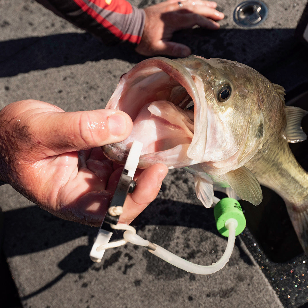 Cal Coast Fishing Clip-N-Cull 2.0 Premium Puncture Free Culling System ...